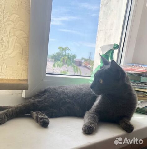 Кошечка