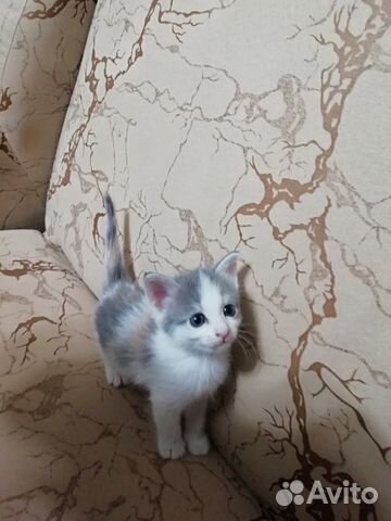 Отдаю очаровательных котят бесплатно