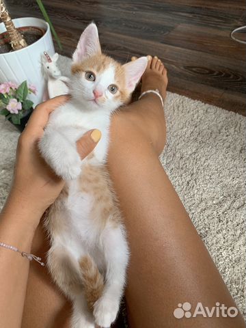 Нежная девочка Ляля ищет дом