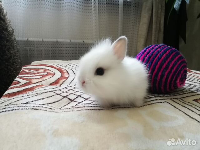 Декоративные кролики