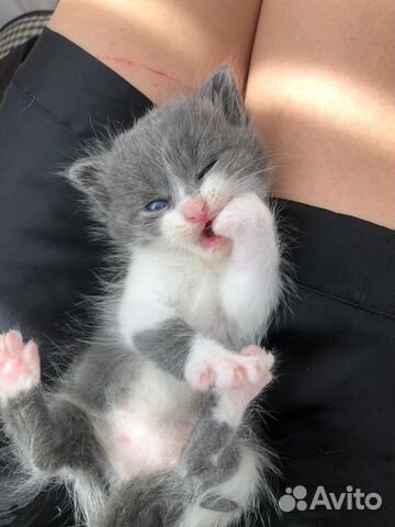 Котенок в добрые руки