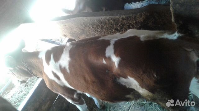 Продам телочек