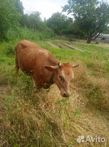 Первотелка