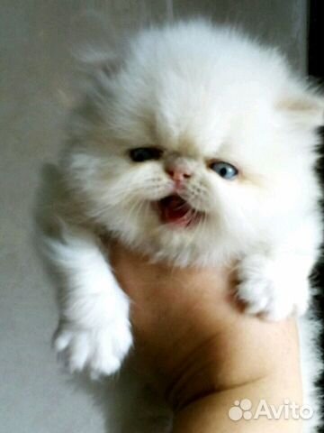 Персы -эксклюзивчики