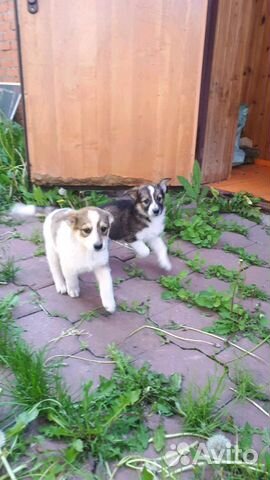 Щенки 2 месяца с доставкой