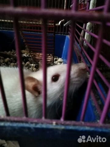 Крысы ручные