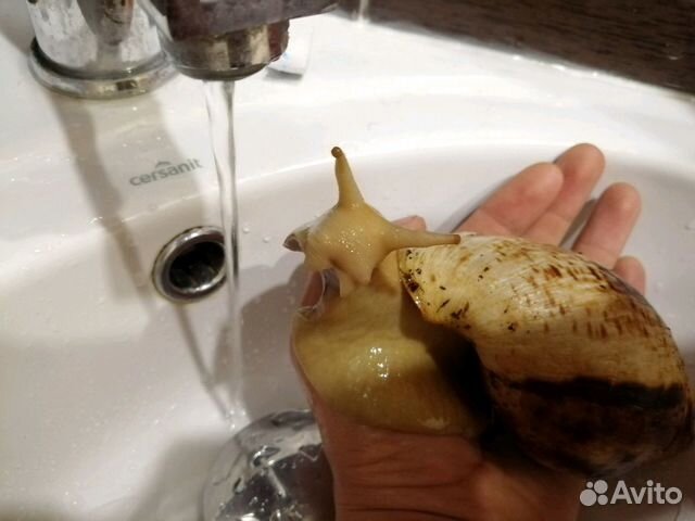 Улитки Ахатина маленькие и большая