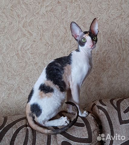 Девочка для души