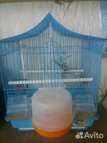 Амадин с клеткой