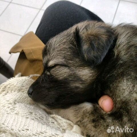 Собака 1 месяц (рожд.9 мая 2019), девочка