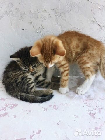 Котята
