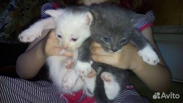 Может кто- нибудь мечтает о котёнке