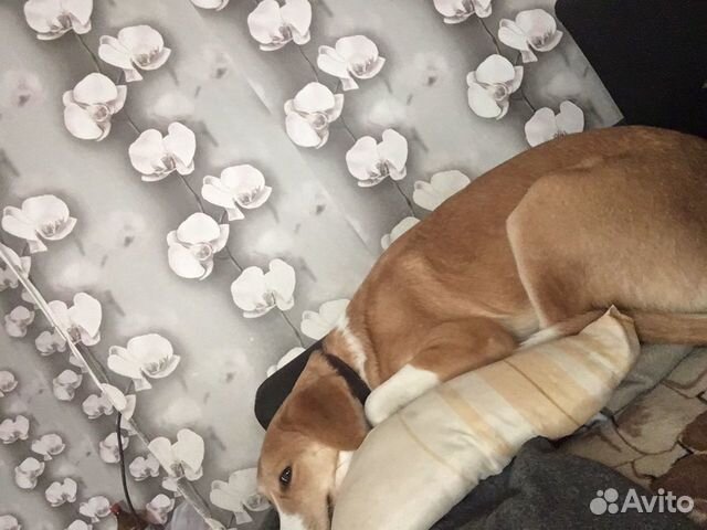 Собака