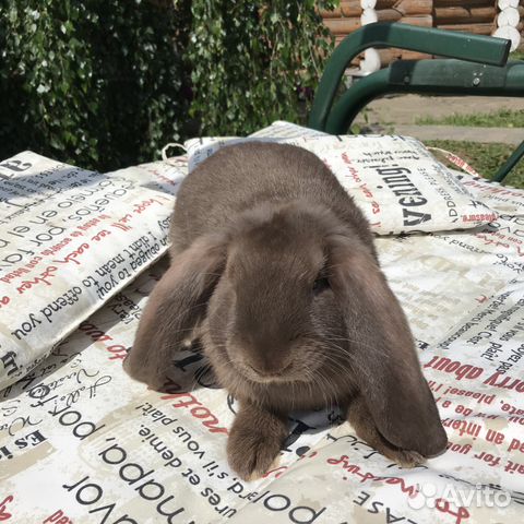 Кролики французские бараны