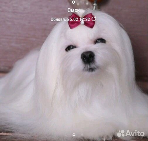 Жених мальтезе.вязка