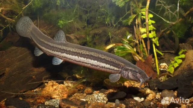 Вьюн для пруда