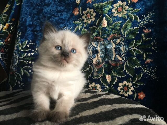 Тайские котята