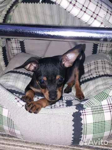 Той-терьер Русский. Чистокровный с питомника