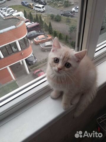 Продаются британский котята