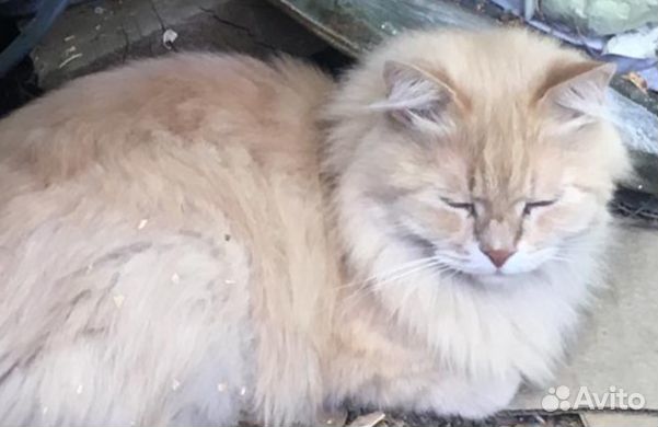 Сибирский кот Персик 1,5года в дар