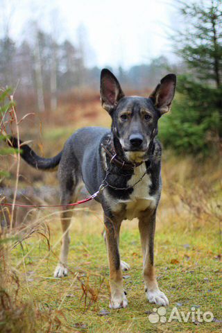 Добрейший огромный пёс, который умеет петь