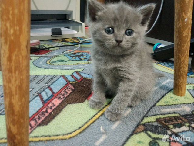 Котята Шотландской породы