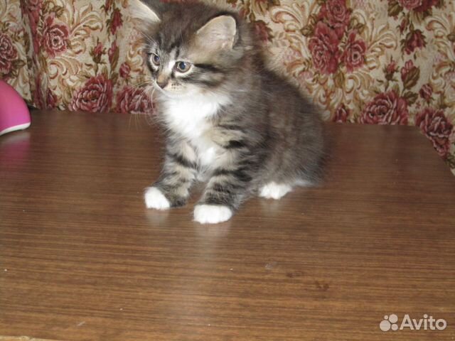 Кнопочка в дар