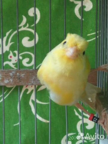 Канарейка (кенар)