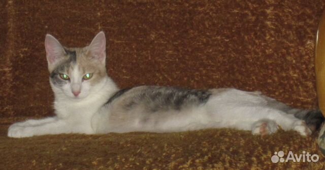 Котенок девочка, 8 мес