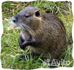 Хотите завести нутрий Звоните В продаже имеются от