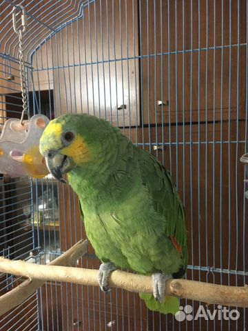 Попугай Венесуэльский Амазон