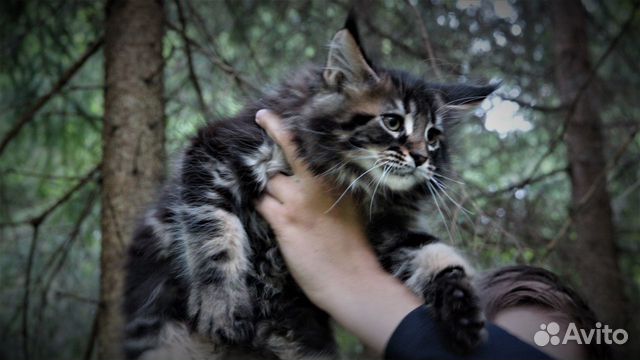 Обаятельный хищник