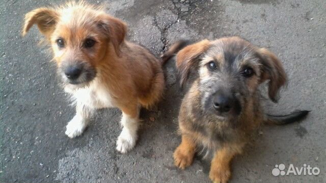 Щенки,кобельки