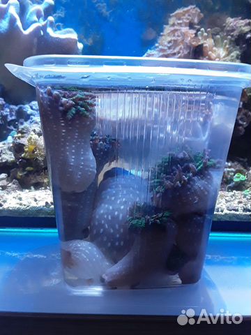 Актиния песчанный анемон