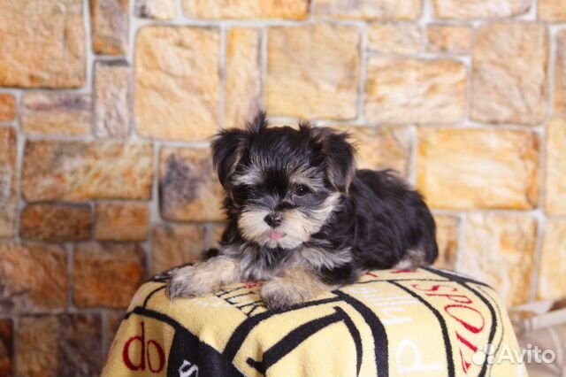 Красивые щенки морк(йорктиз)
