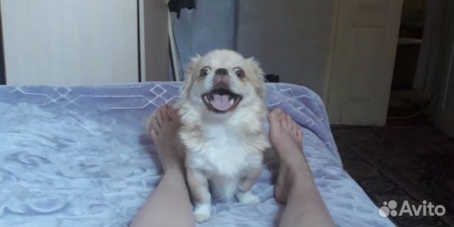 Пекинес