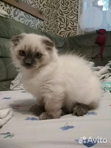 Невский вислоухий котенок