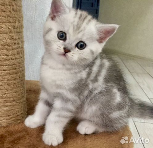 Шотландский котёнок, окрас мрамор на серебре