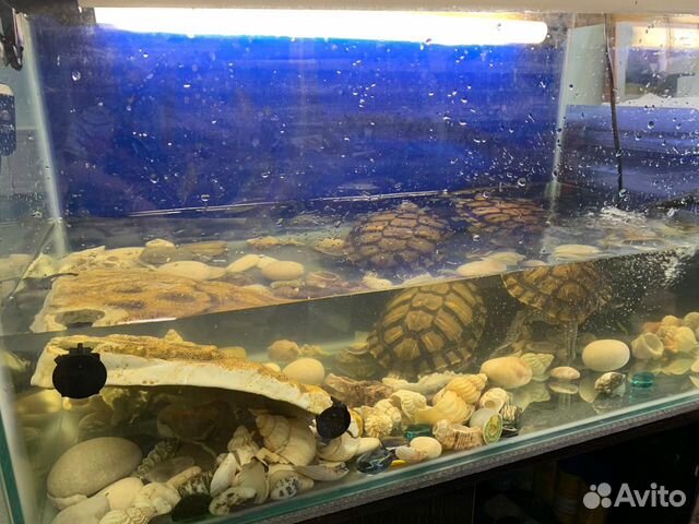 Две красноухие черепахи