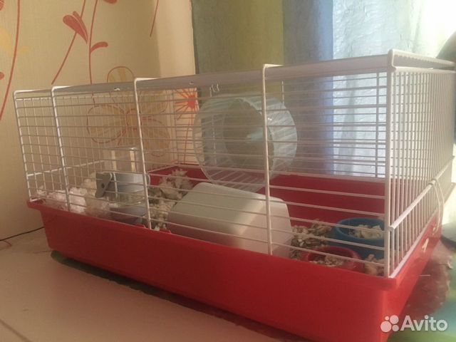 2 песчанки с клеткой (+ корм, наполнитель )