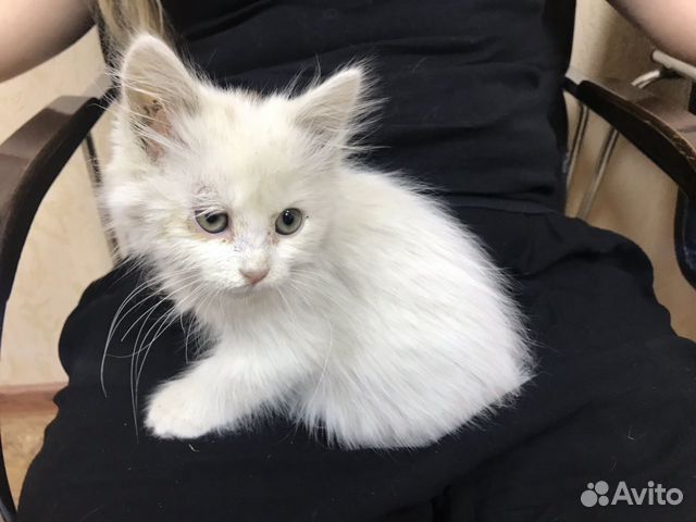 Чудесная кошечка