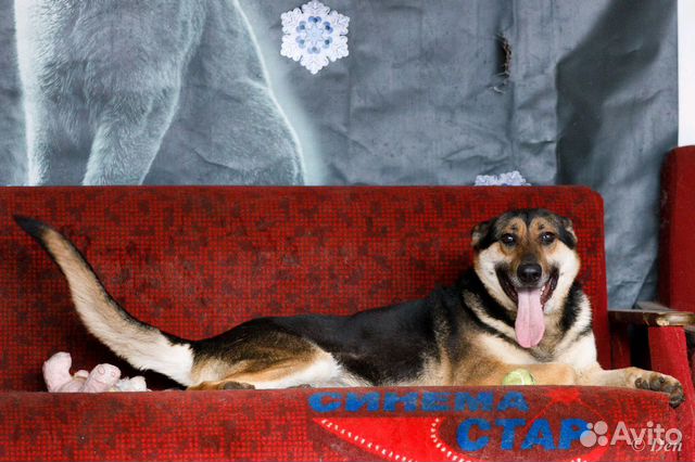 Отдаю собаку Ральф в дар