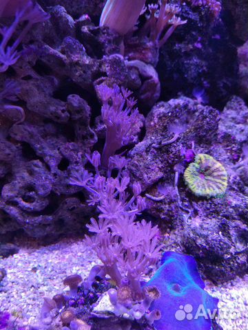 Коралл ксения пульсирующая