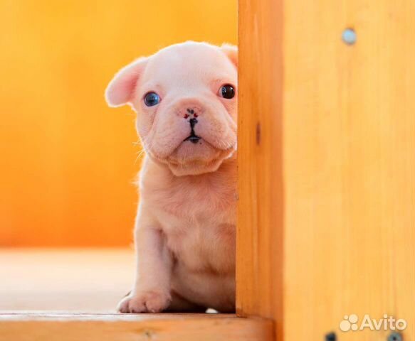 Нежные снеговички