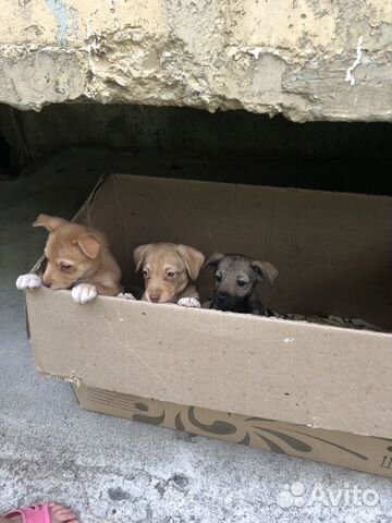 Малыши ищут дом или передержку