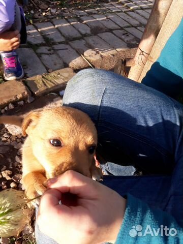 Щенок метис джек рассела