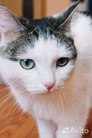 Кошка Плюшка