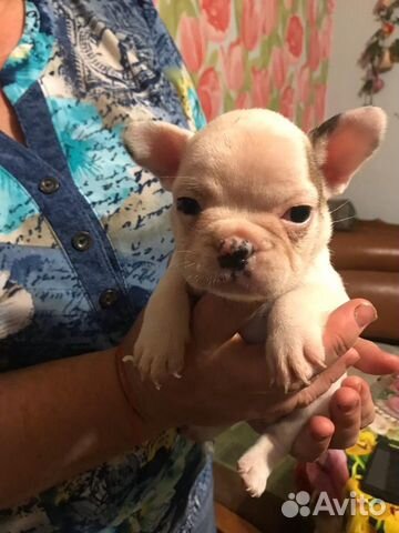 Щеночки Французы