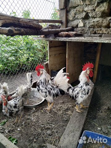 Леггорн далматинец