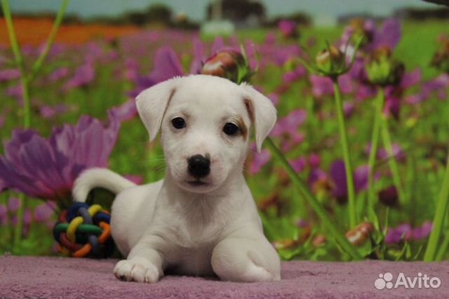 Мокси Микс Ирис Снежная Королева